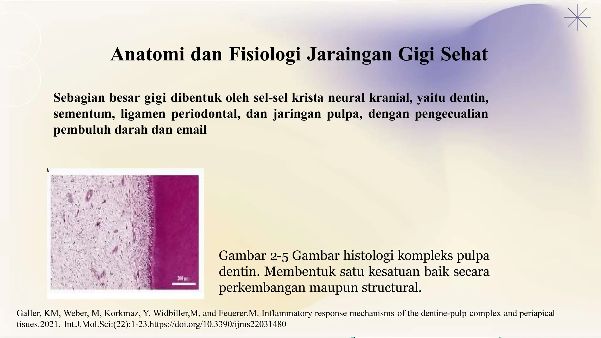 ppt Struktur dan Fungsi Kompleks Pulpa Dentin.pptx