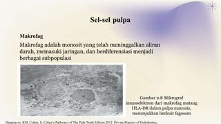 ppt Struktur dan Fungsi Kompleks Pulpa Dentin.pptx