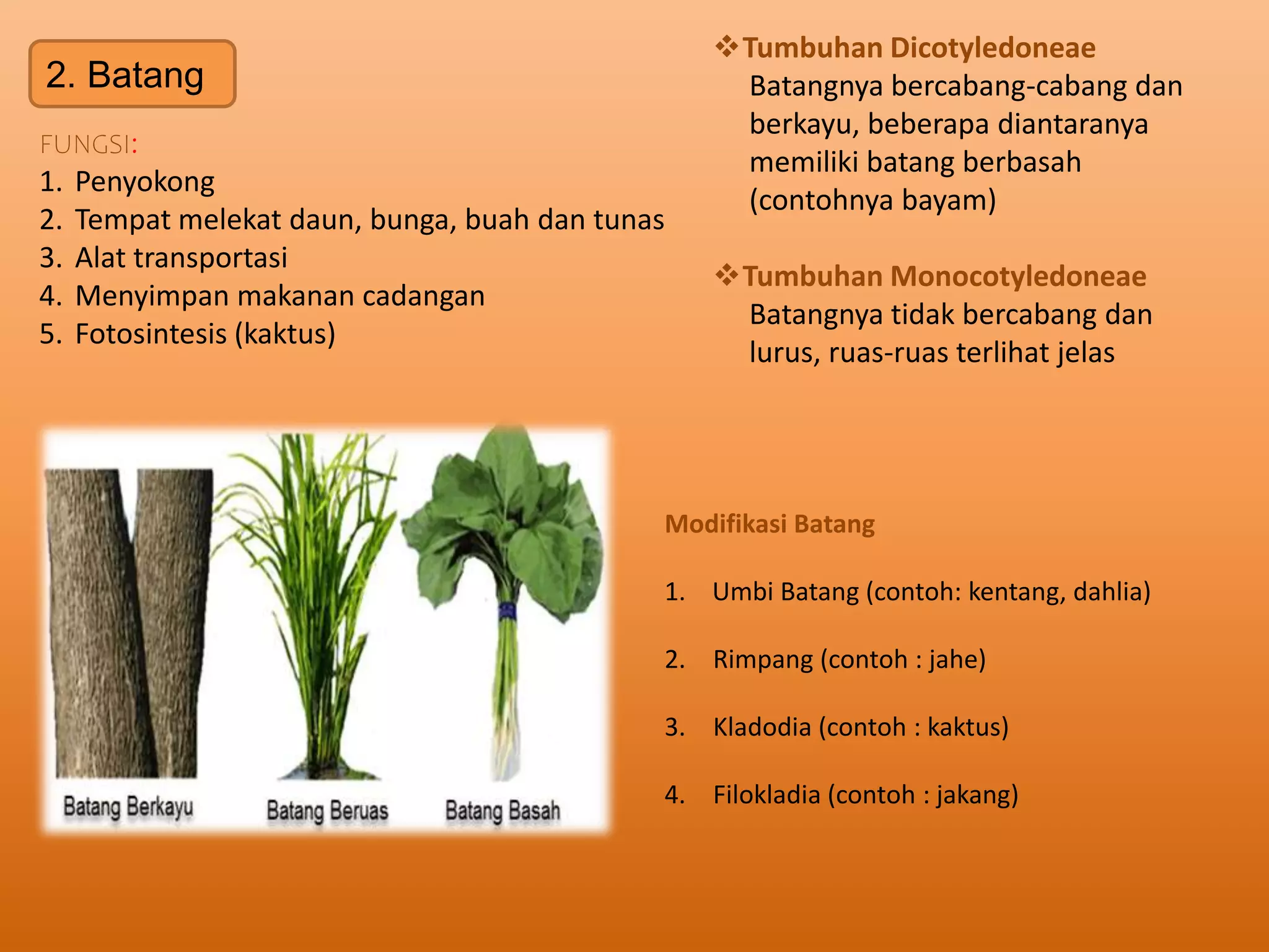 PPT Struktur dan Fungsi Organ Tumbuhan.pptx