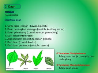 PPT Struktur dan Fungsi Organ Tumbuhan.pptx