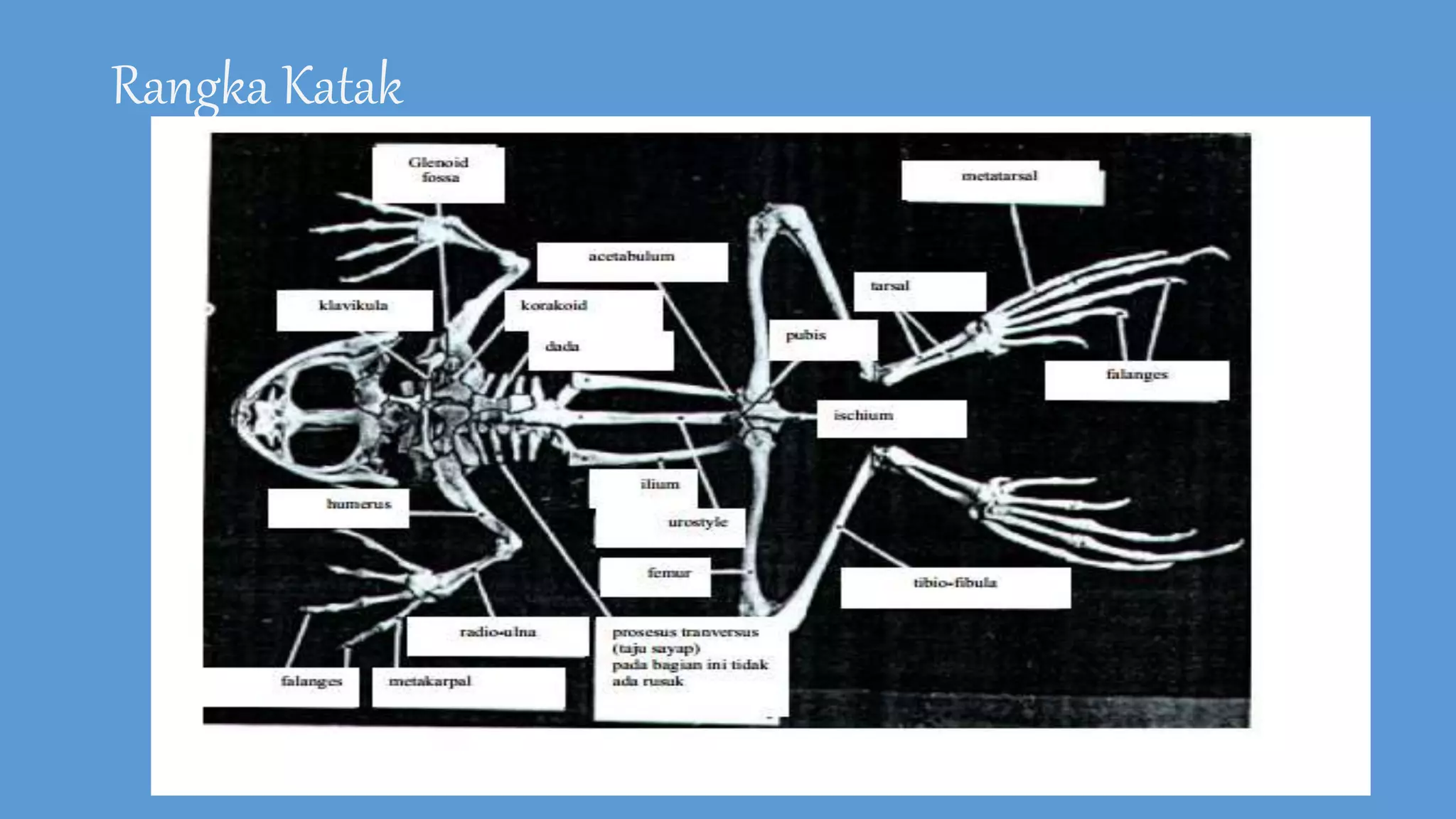 praktikum struktur hewan | PPTX