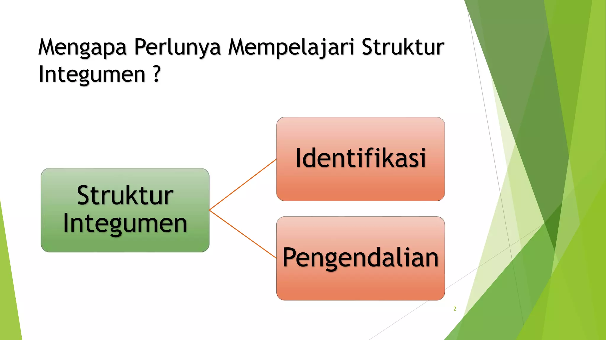 Struktur Integumen Insecta | PPTX