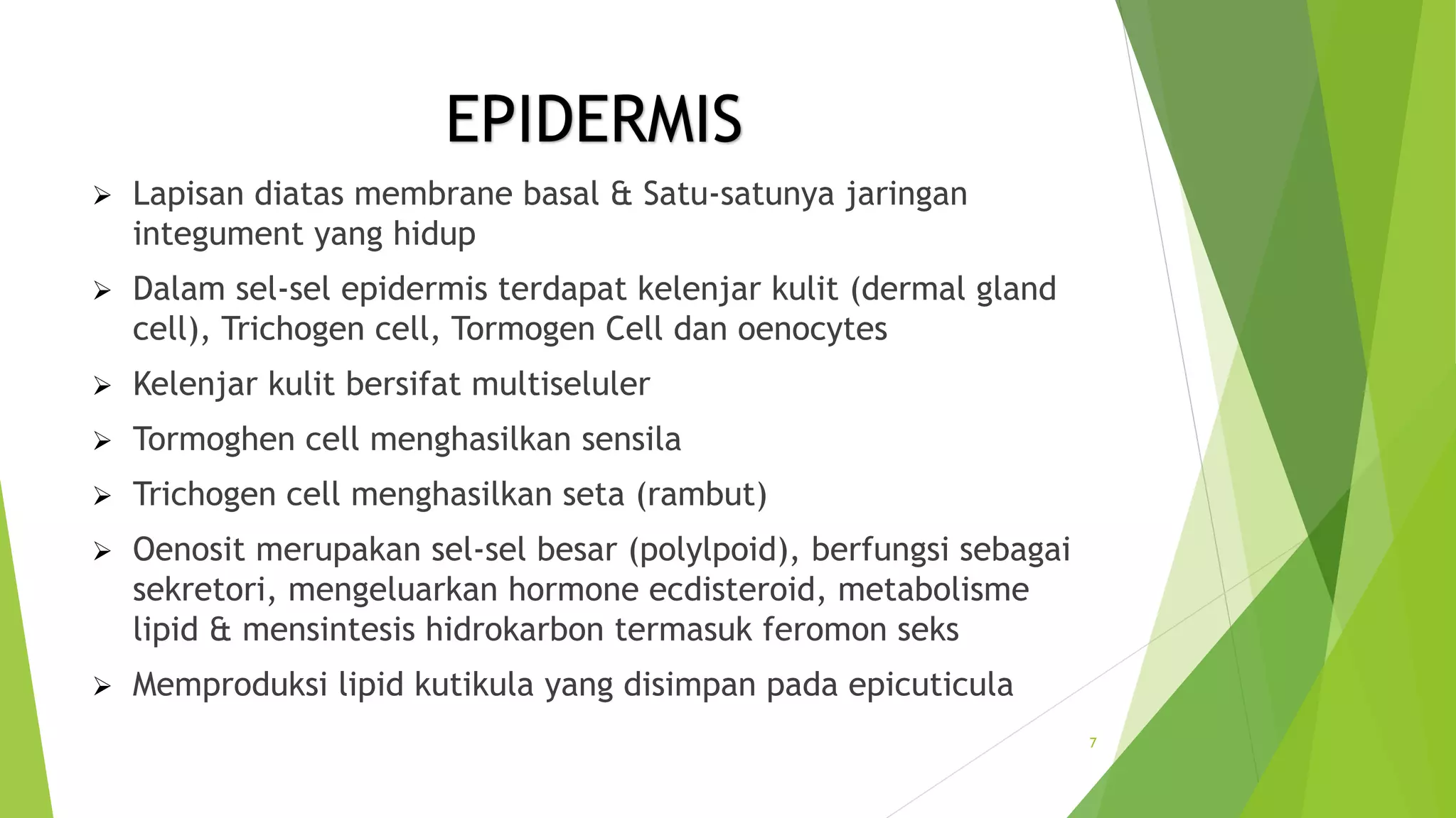 Struktur Integumen Insecta | PPTX