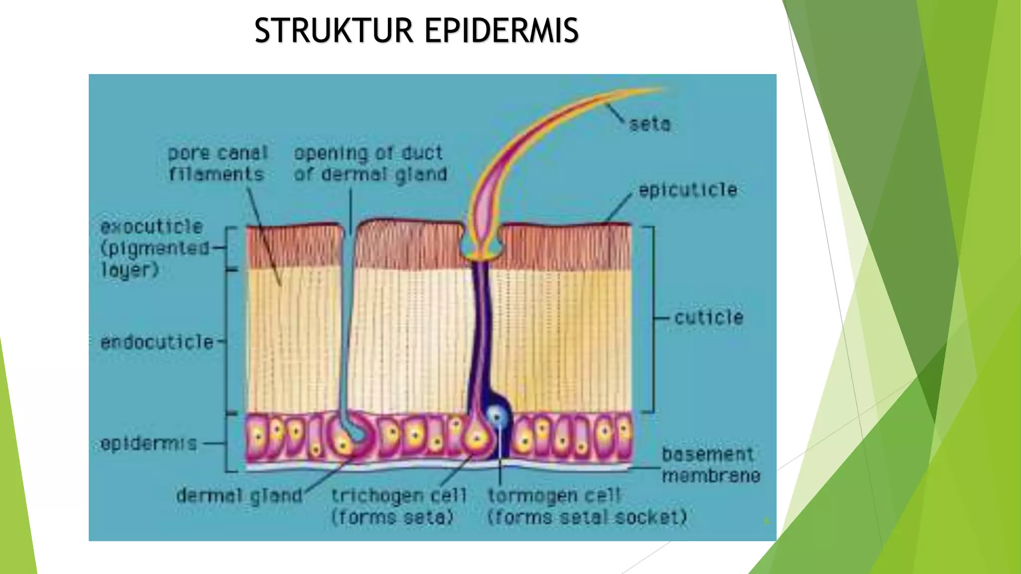 Struktur Integumen Insecta | PPTX