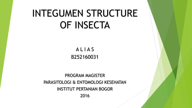 Struktur Integumen Insecta | PPTX