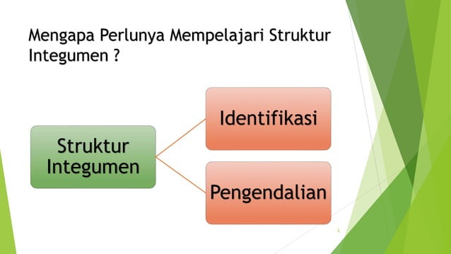Struktur Integumen Insecta | PPTX