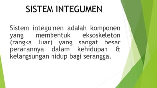 Struktur Integumen Insecta | PPTX