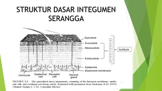 Struktur Integumen Insecta | PPTX