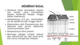 Struktur Integumen Insecta | PPTX