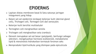 Struktur Integumen Insecta | PPTX