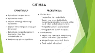 Struktur Integumen Insecta | PPTX