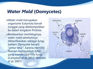 Struktur Organisasi Pada Water Mold | PPTX