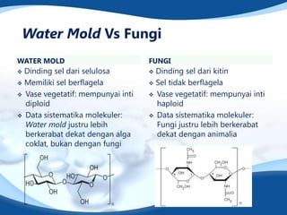 Struktur Organisasi Pada Water Mold | PPTX