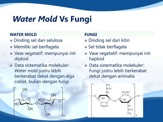 Struktur Organisasi Pada Water Mold | PPTX