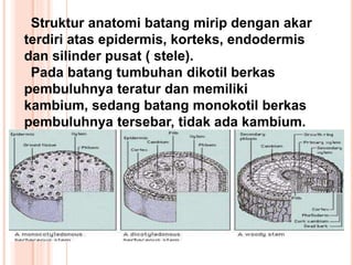 PPT STRUTUR DAN FUNGSI TUMBUHAN.ppt