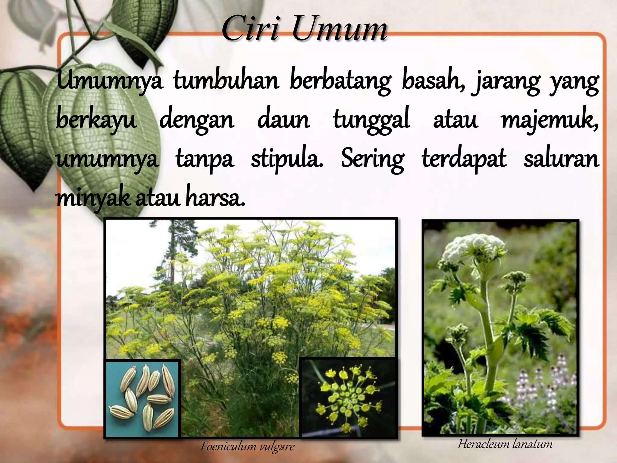 Sistematik Tumbuhan Tinggi (Ordo Sapindales, Gerainales dan Apiales) | PPTX