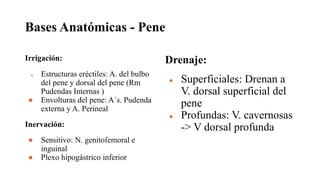 Semiología de Genital Masculino.pdf