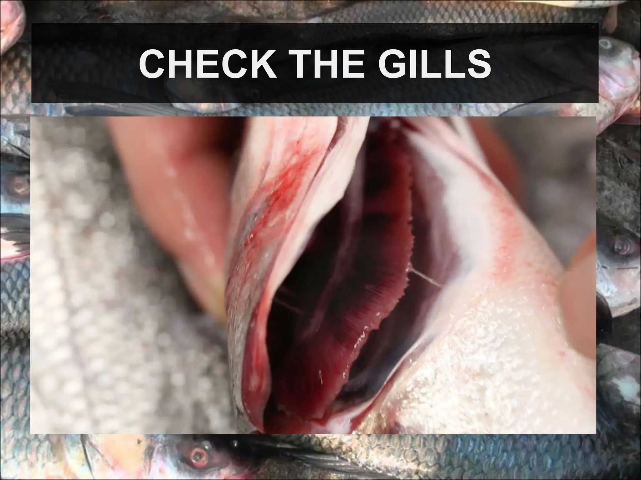 PPTT2( Fish,classification, cuts of fish ).ppt