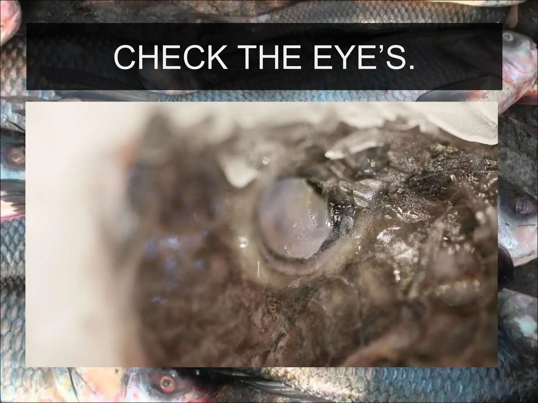 PPTT2( Fish,classification, cuts of fish ).ppt