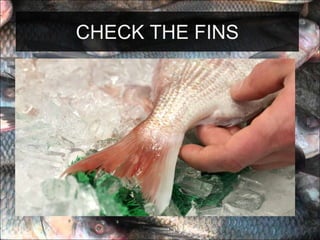 PPTT2( Fish,classification, cuts of fish ).ppt