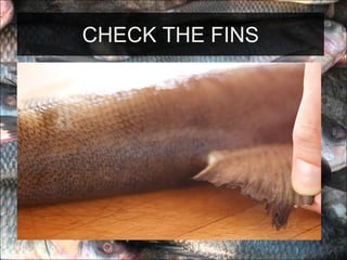 PPTT2( Fish,classification, cuts of fish ).ppt