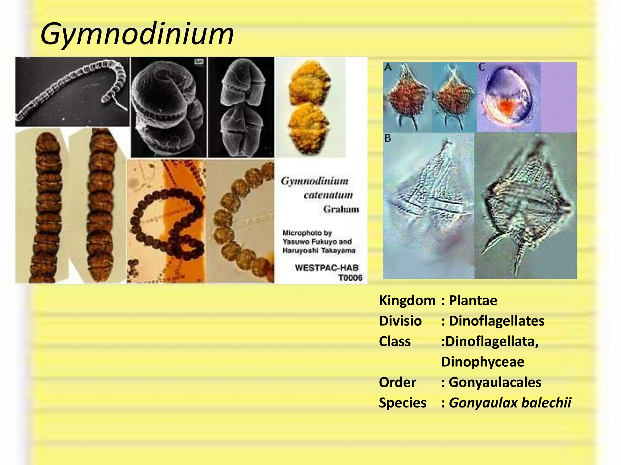 pyrophyta dan euglenophyta | PPTX