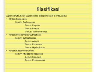 pyrophyta dan euglenophyta | PPTX