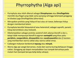 pyrophyta dan euglenophyta | PPTX
