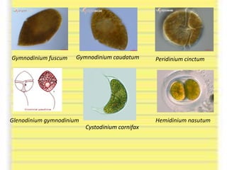 pyrophyta dan euglenophyta | PPTX