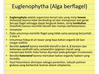 pyrophyta dan euglenophyta | PPTX