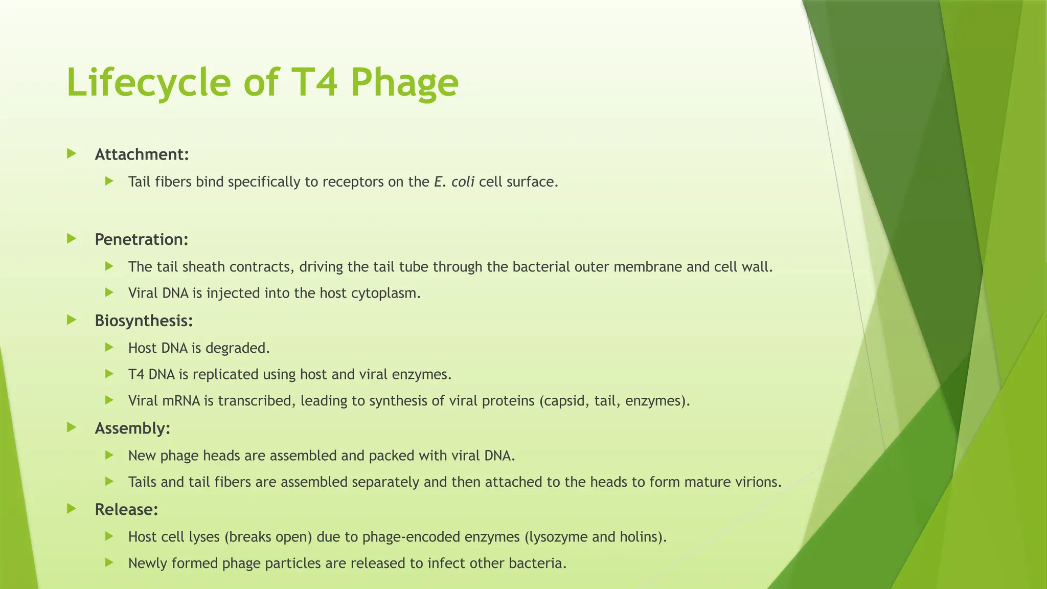 STRUCTURE AND LIFECYCLE OF T4 PHAGE .pptx