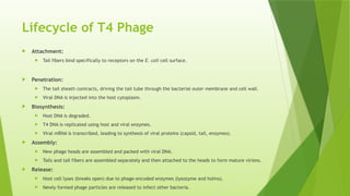 STRUCTURE AND LIFECYCLE OF T4 PHAGE .pptx