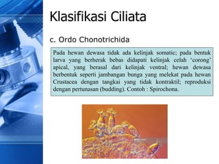 PPT TAKSMON KEL 3 CILIATA.pptx