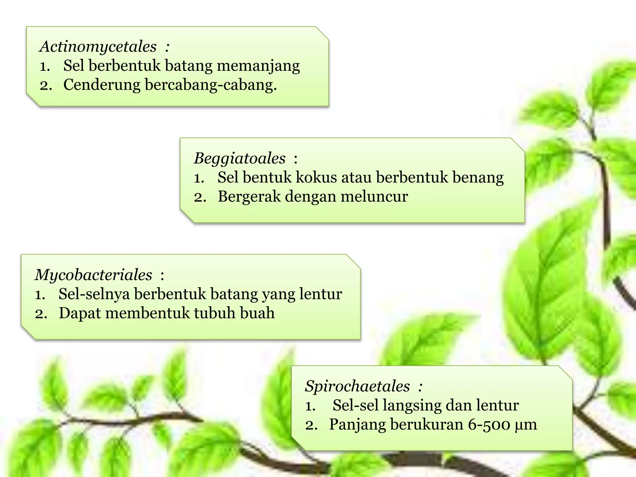 Taksonomi Tumbuhan I DIVISI SCHIZOPHYTA ( Monera) | PPTX