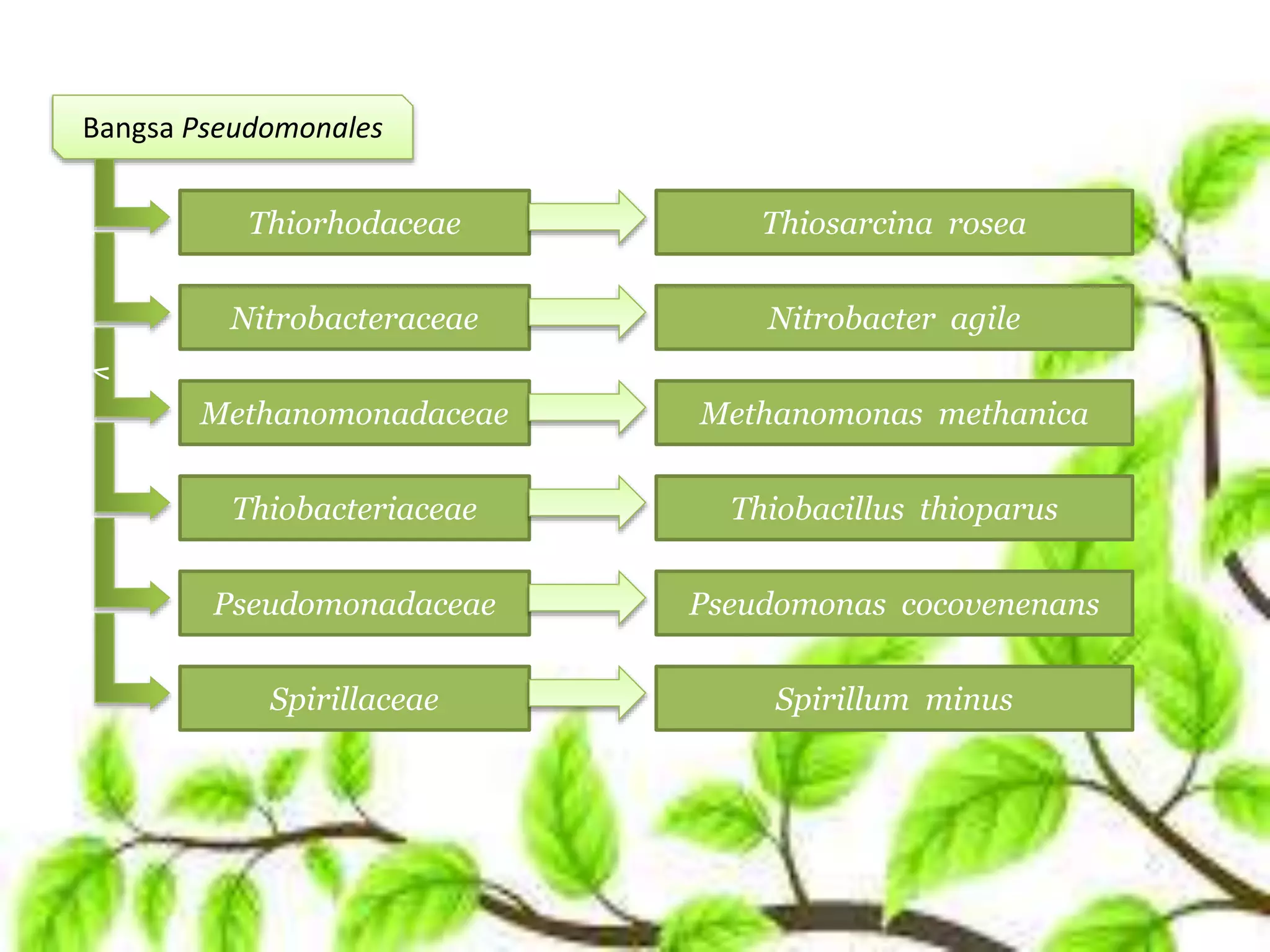 Taksonomi Tumbuhan I DIVISI SCHIZOPHYTA ( Monera) | PPTX