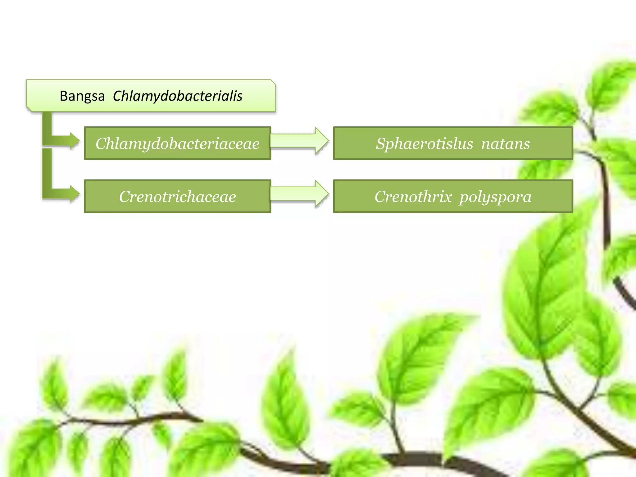 Taksonomi Tumbuhan I DIVISI SCHIZOPHYTA ( Monera) | PPTX