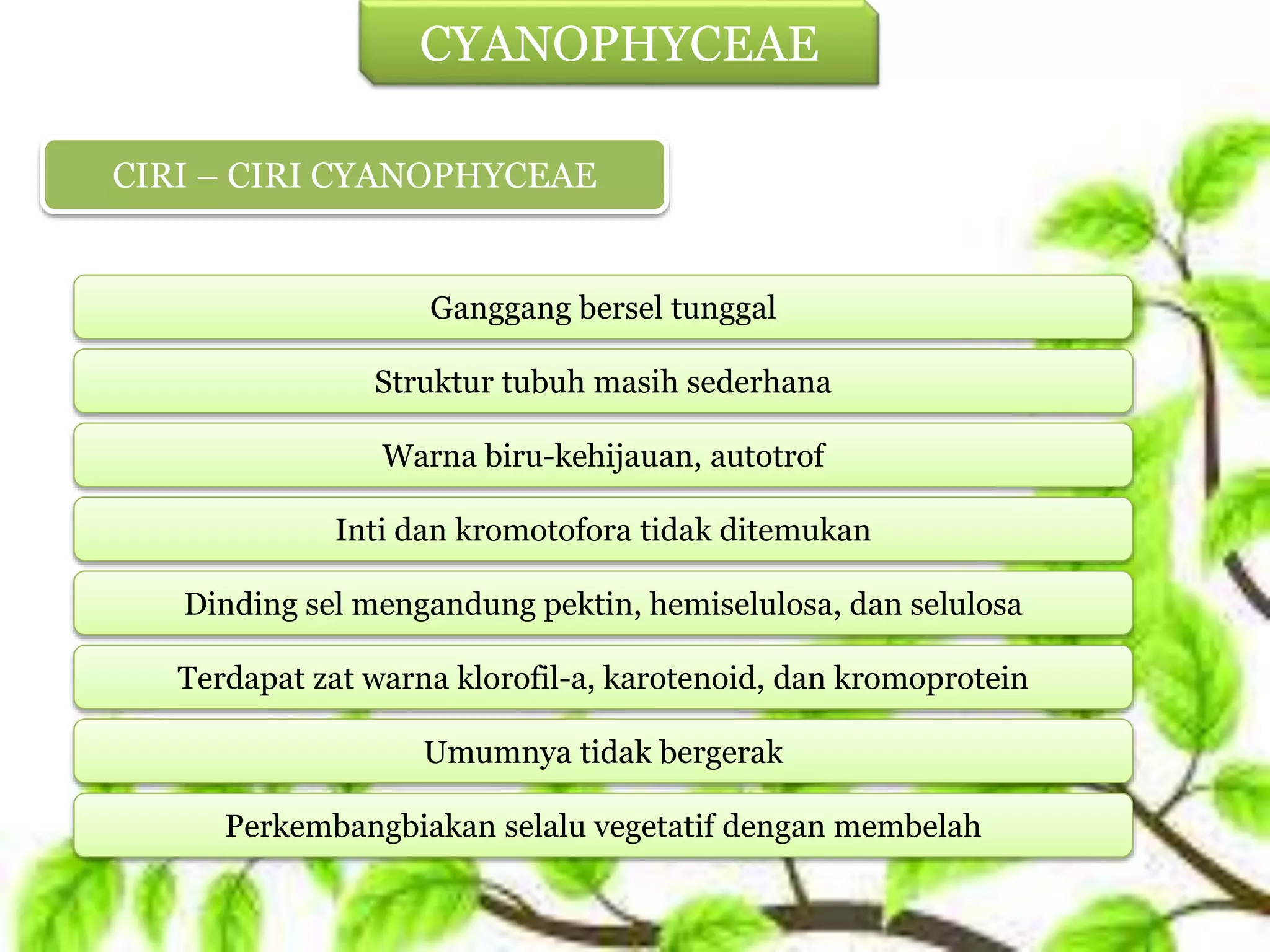 Taksonomi Tumbuhan I DIVISI SCHIZOPHYTA ( Monera) | PPTX