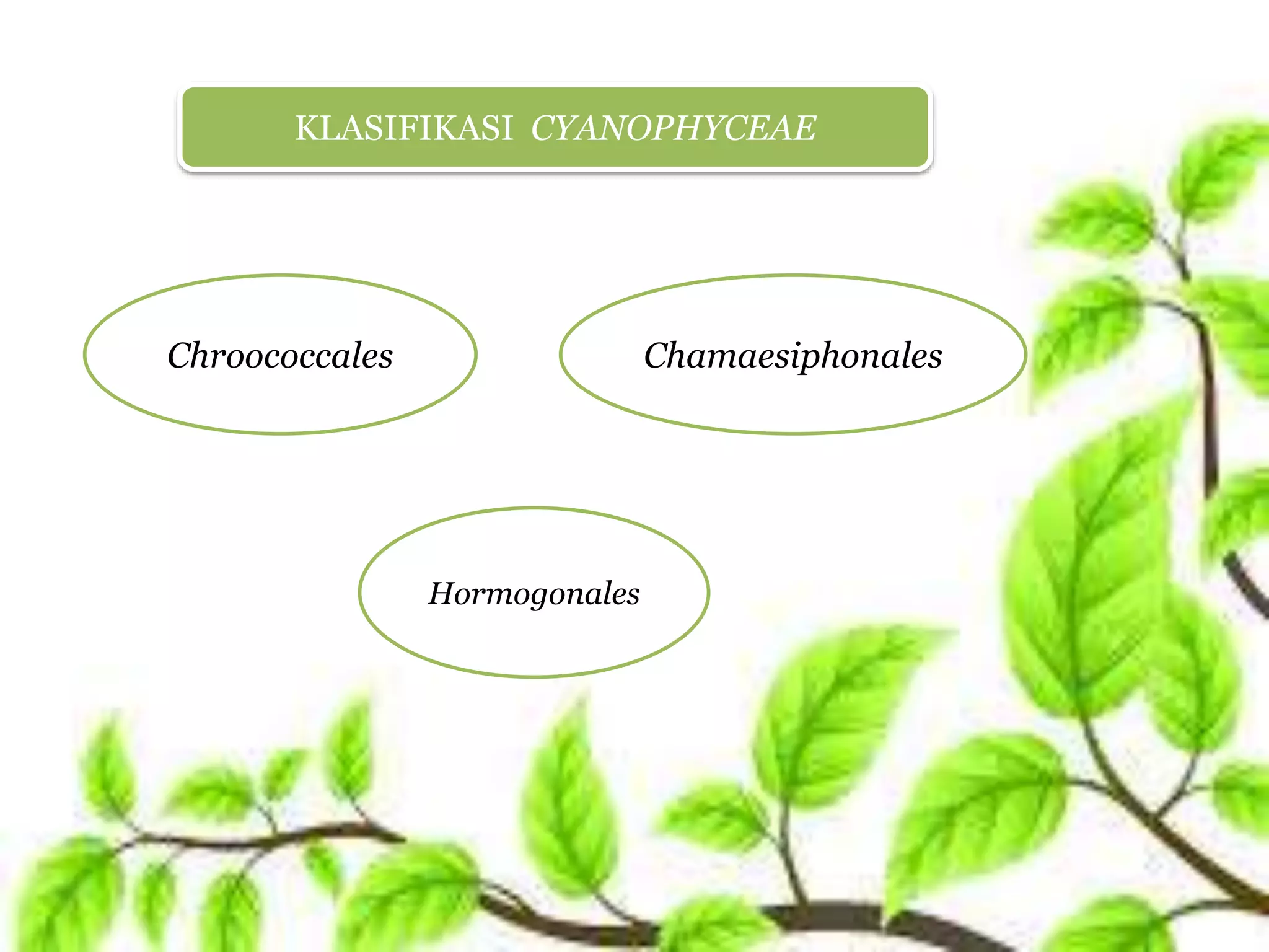 Taksonomi Tumbuhan I DIVISI SCHIZOPHYTA ( Monera) | PPTX