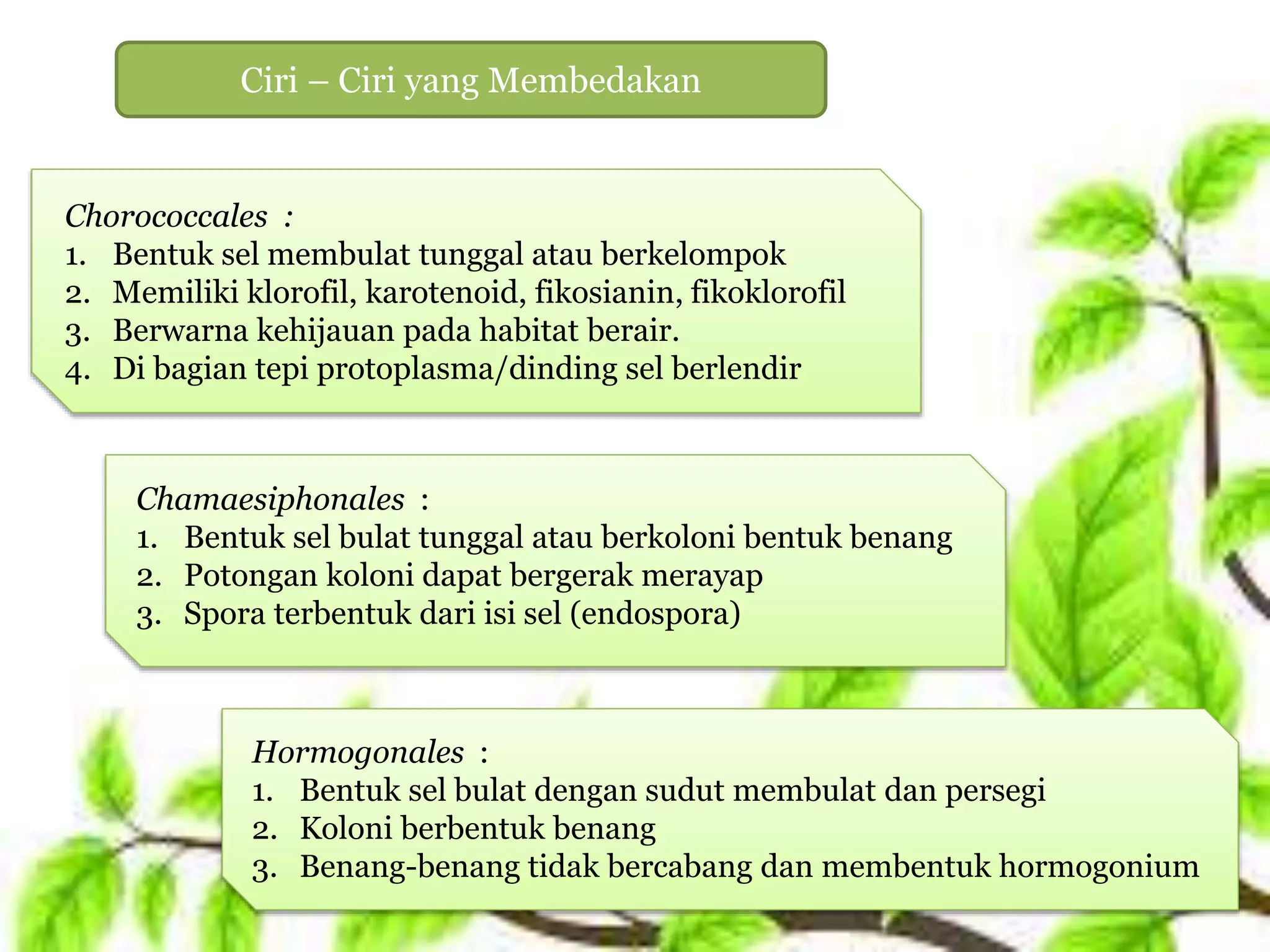 Taksonomi Tumbuhan I DIVISI SCHIZOPHYTA ( Monera) | PPTX