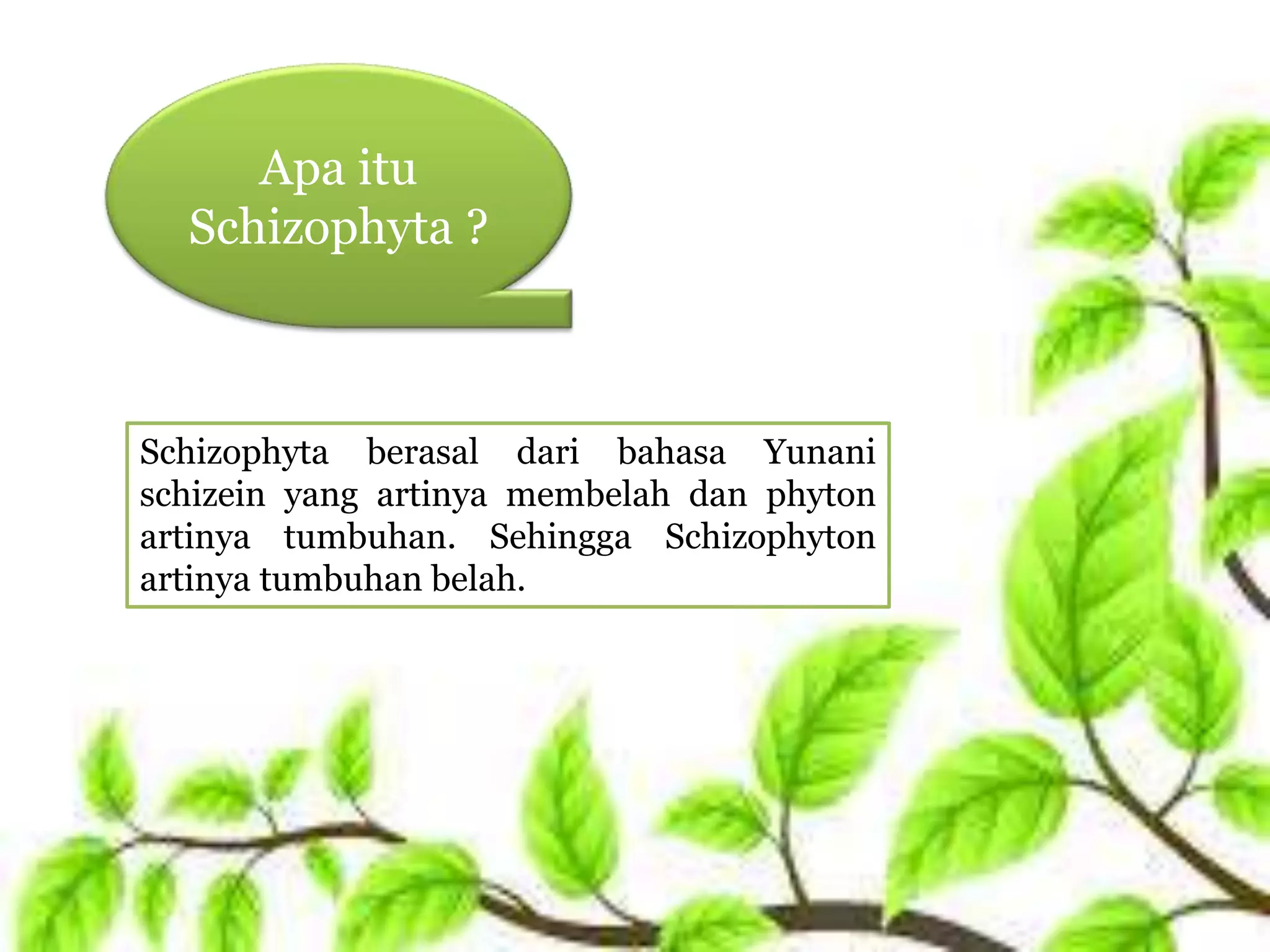 Taksonomi Tumbuhan I DIVISI SCHIZOPHYTA ( Monera) | PPTX