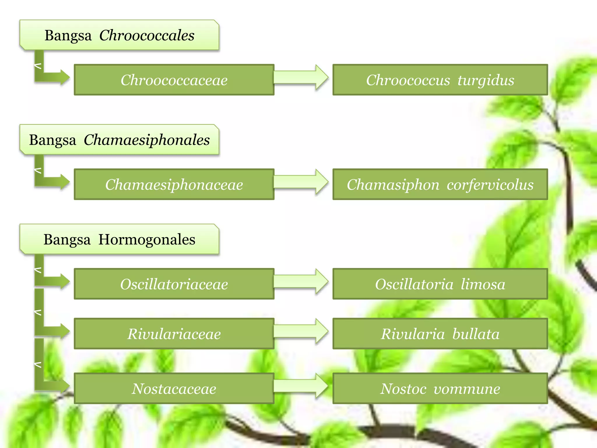 Taksonomi Tumbuhan I DIVISI SCHIZOPHYTA ( Monera) | PPTX
