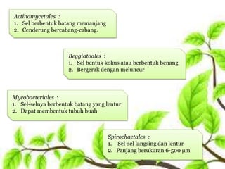 Taksonomi Tumbuhan I DIVISI SCHIZOPHYTA ( Monera) | PPTX