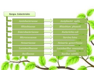 Taksonomi Tumbuhan I DIVISI SCHIZOPHYTA ( Monera) | PPTX