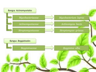 Taksonomi Tumbuhan I DIVISI SCHIZOPHYTA ( Monera) | PPTX