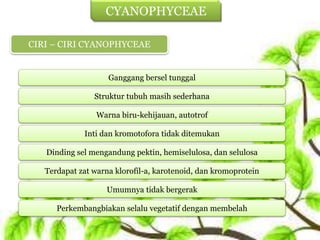 Taksonomi Tumbuhan I DIVISI SCHIZOPHYTA ( Monera) | PPTX