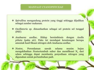Taksonomi Tumbuhan I DIVISI SCHIZOPHYTA ( Monera) | PPTX