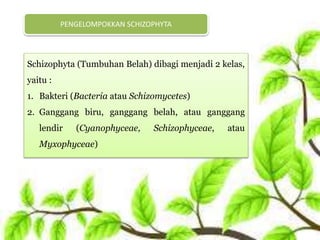 Taksonomi Tumbuhan I DIVISI SCHIZOPHYTA ( Monera) | PPTX