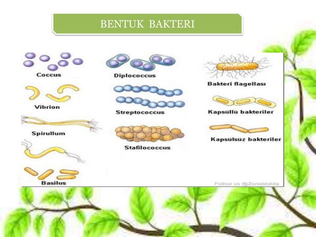 Taksonomi Tumbuhan I DIVISI SCHIZOPHYTA ( Monera) | PPTX