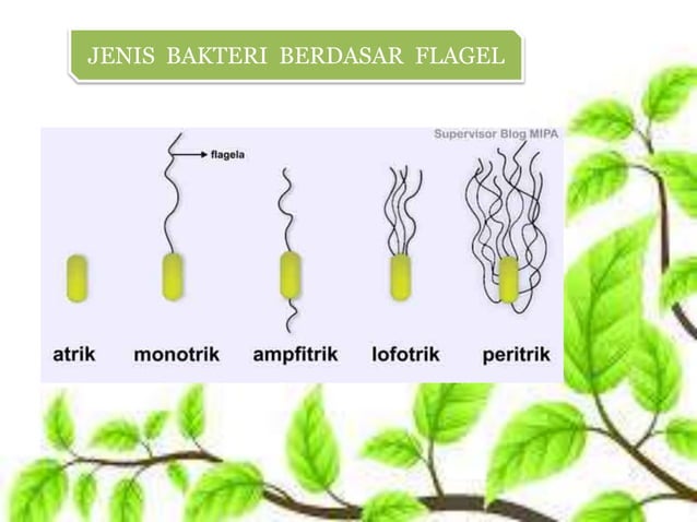 Taksonomi Tumbuhan I DIVISI SCHIZOPHYTA ( Monera) | PPTX