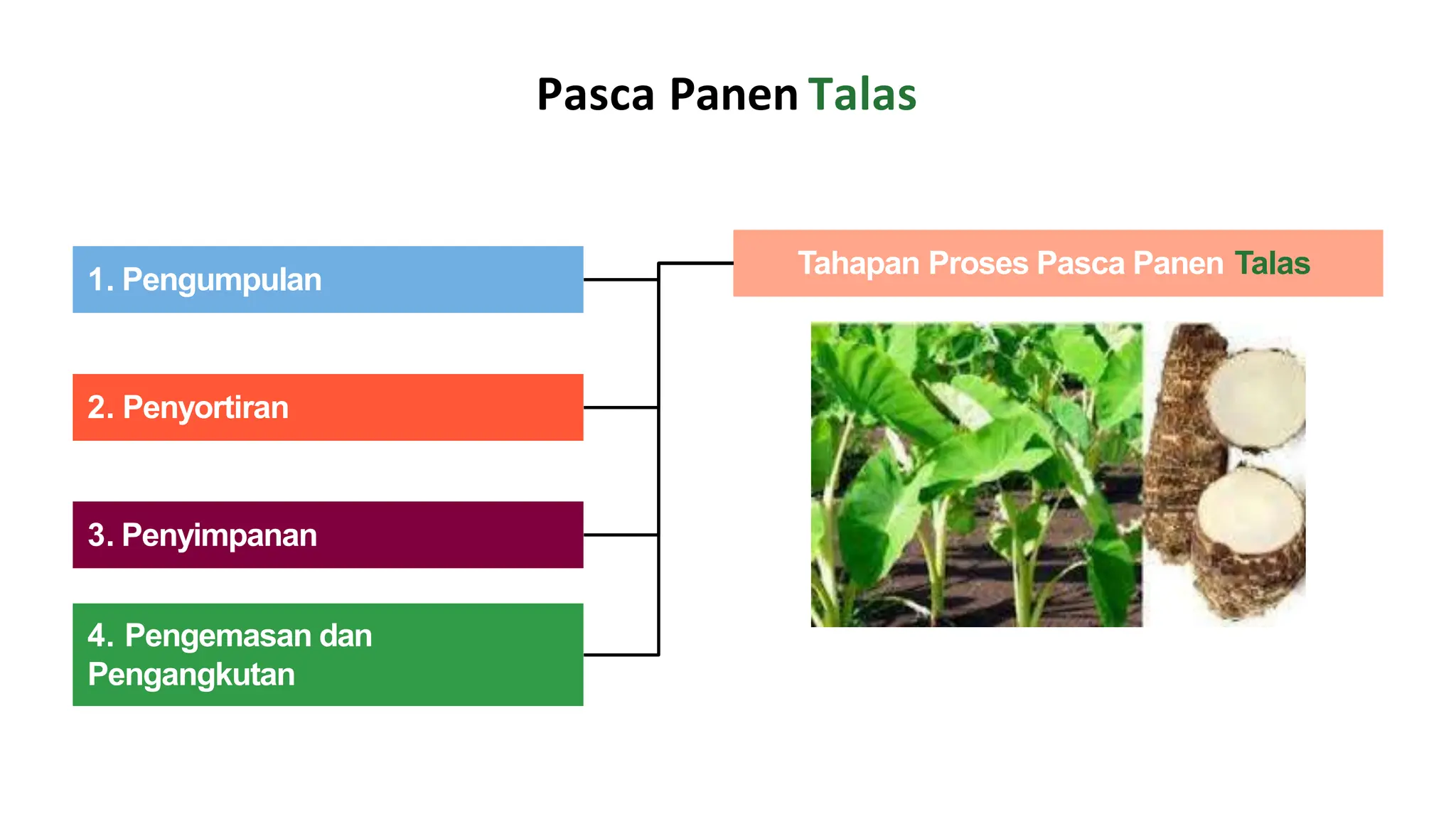 tanaman pangan talas lestari nurul afifah | PPT